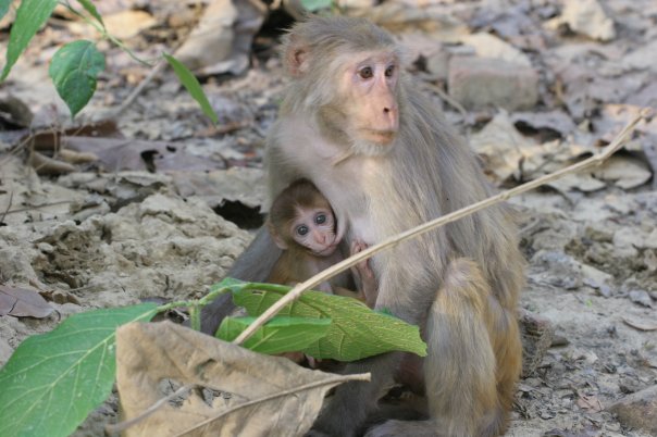 Wildlife Blog ! By Rajni Shankar: Dudhwa Bird Count 2013