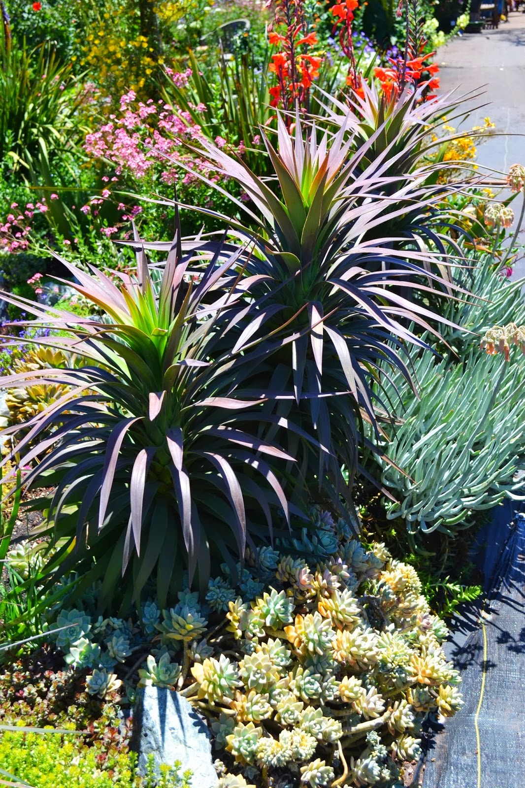 The Outlaw Gardener: Garden Bloggers' Fling Visit to Annie's Annuals ...