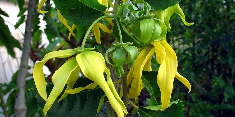 Makna Kembang Setaman