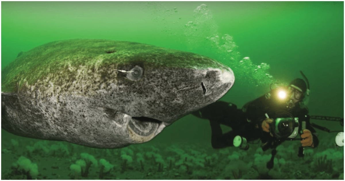 Scientists Discover At 512 Years, That Would Make This Ancient Shark ...