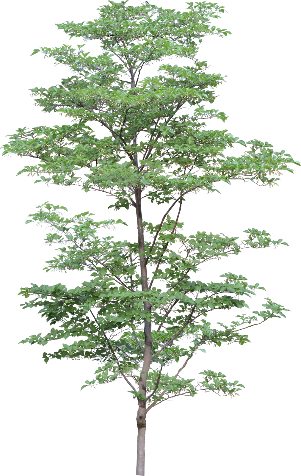 pouzolles textures : arbres,buissons et arbustes