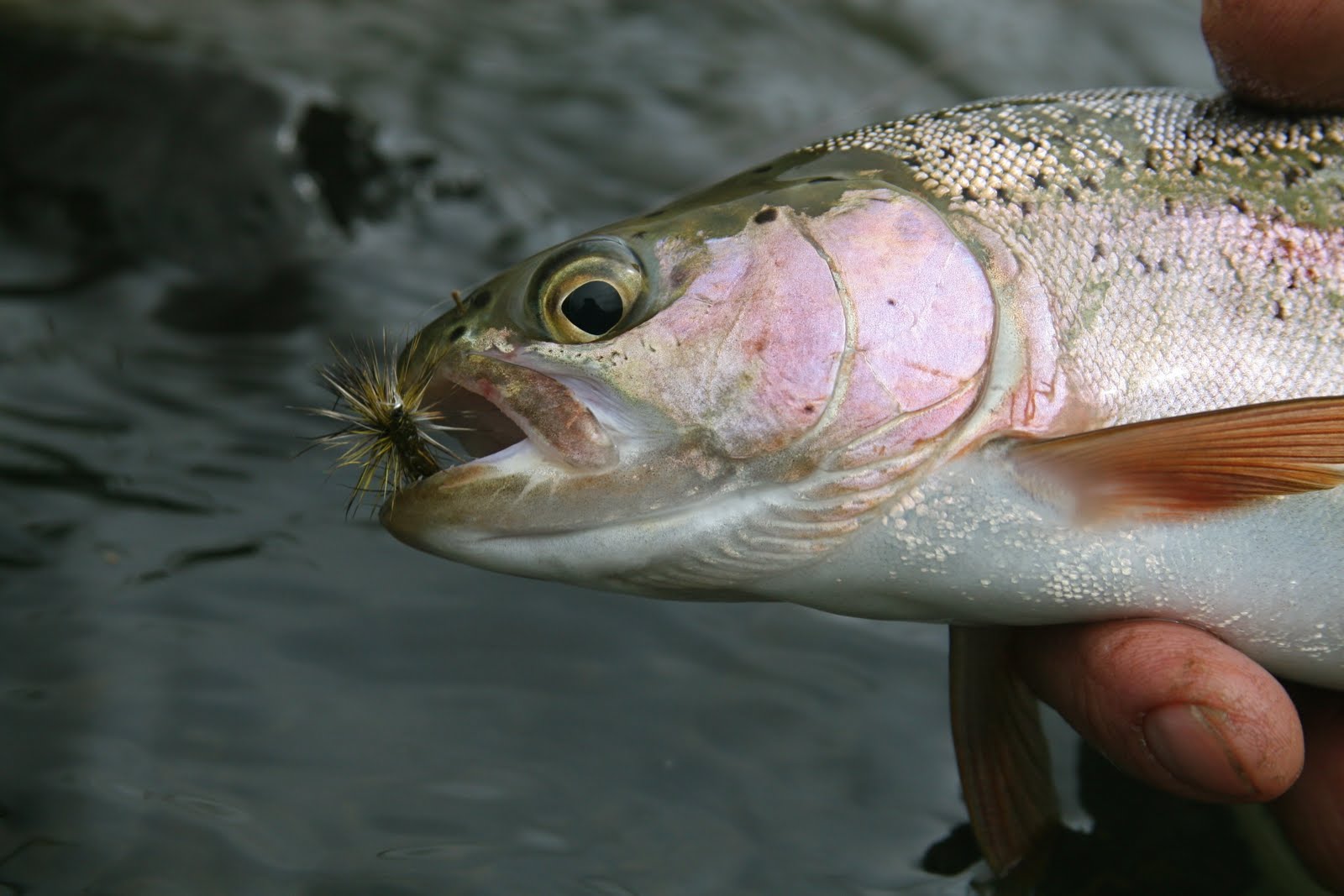 Oregon Fly Fishing Report by Larimer Outfitters: The Beauty Of Fly Tying
