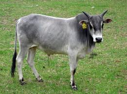 Zebu