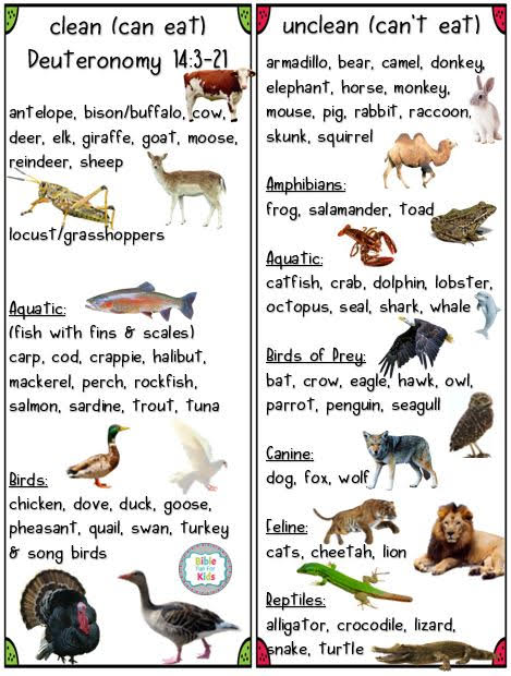 Bible Fun For Kids: Cornelius & Peter's Vision