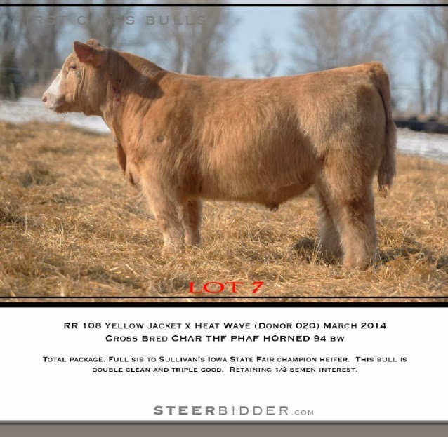 DIAMOND G CATTLE CO.: First Class Bull Sale - Top Club Calf Prospects