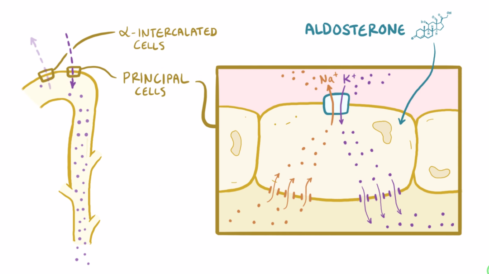 Tutor's Notes: general, cardiovascular, respiratory and renal ...