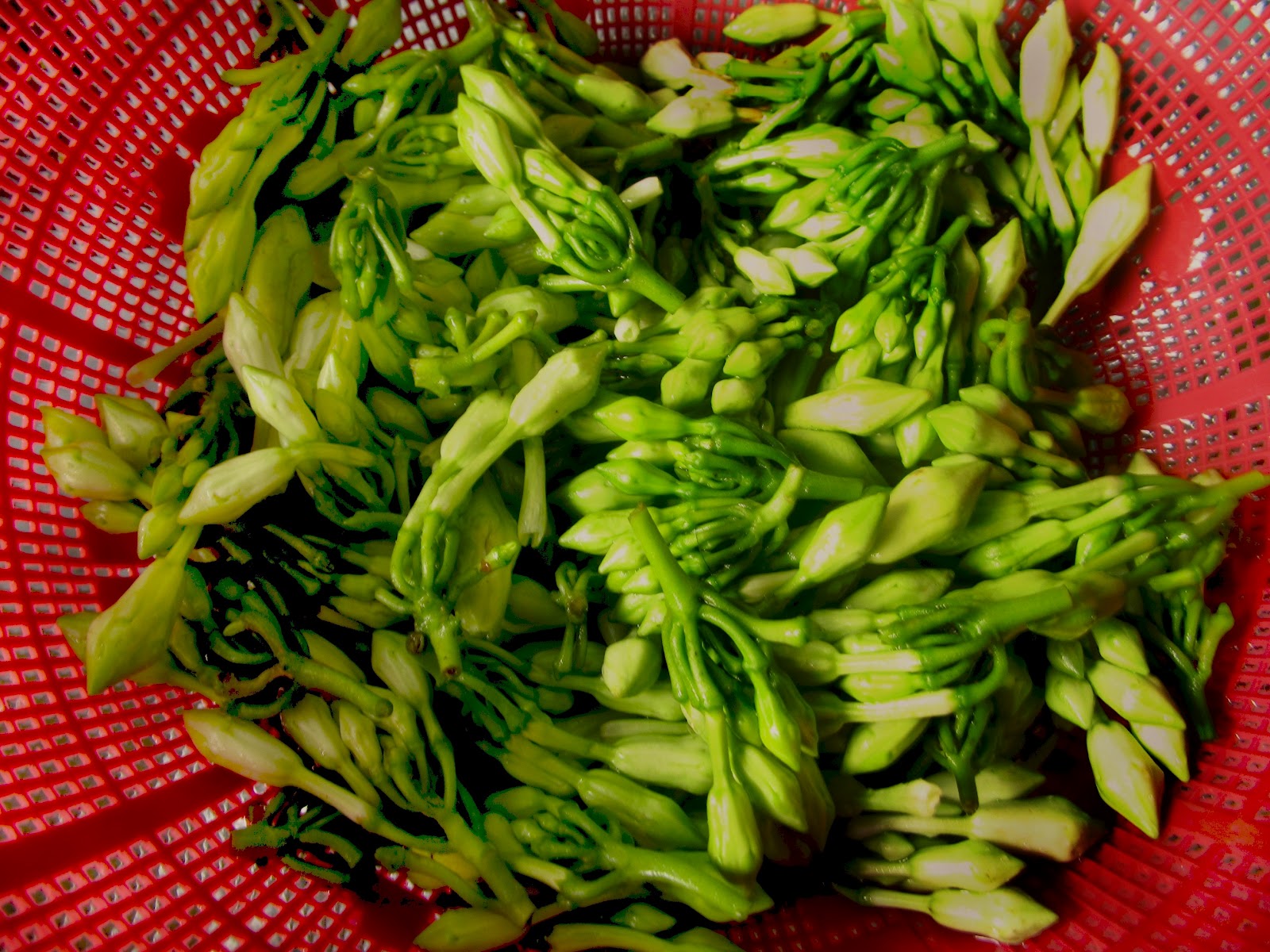 Canción de la vida profunda: Lo que debí haber aprendido ayer: A hacer ...