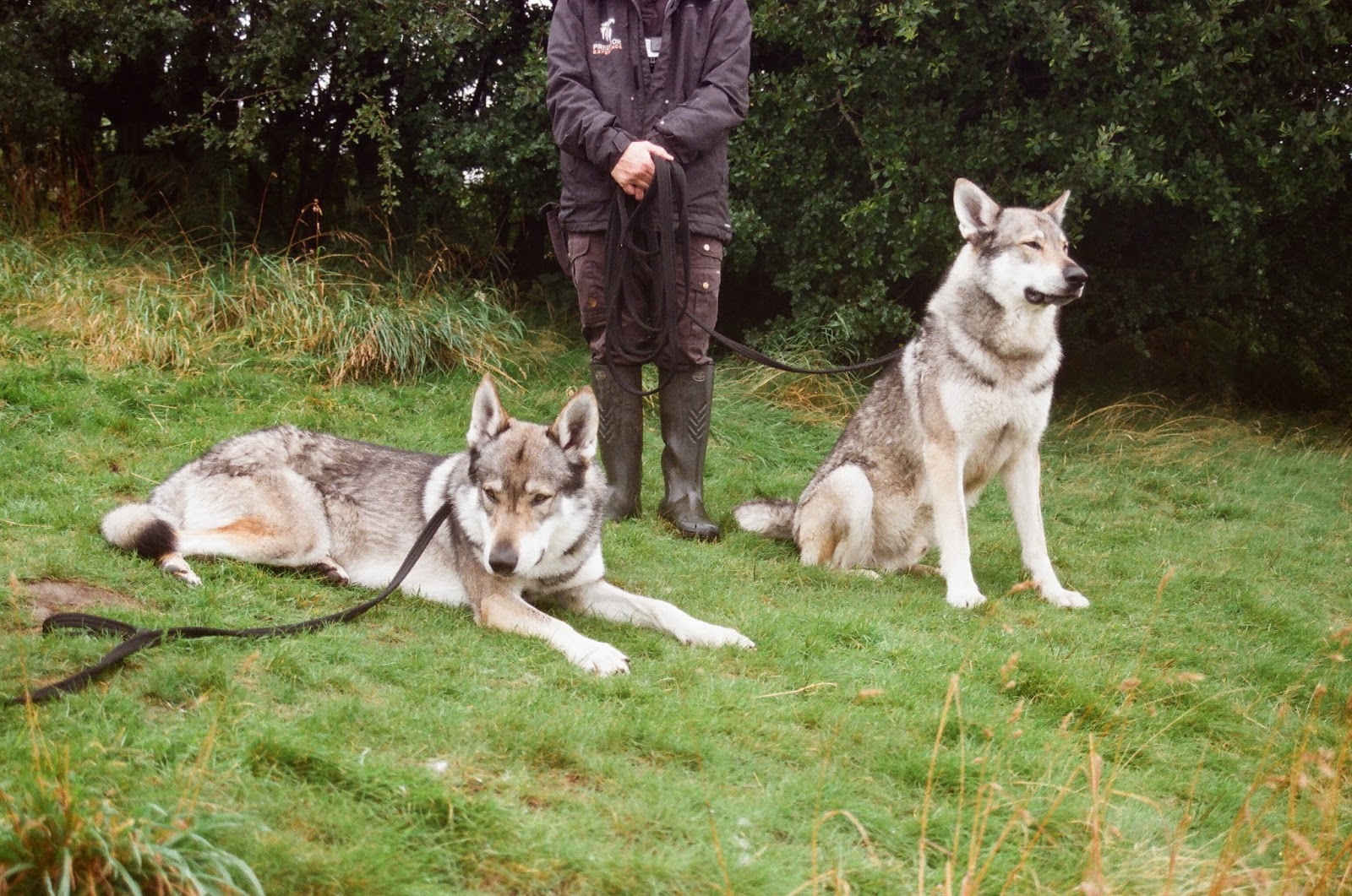 Freddie Patmore: Walking With Wolves In The Lake District