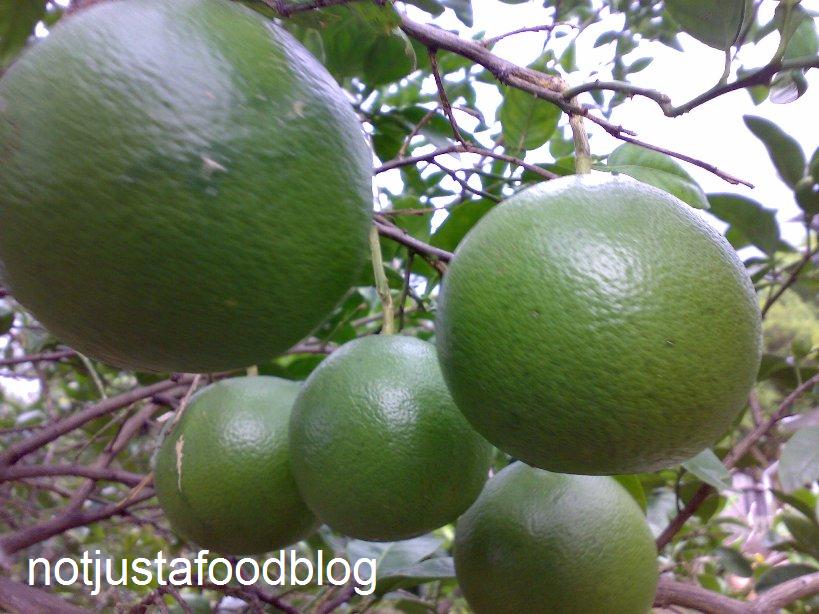 Duncan Grapefruit | Not Just A Food Blog