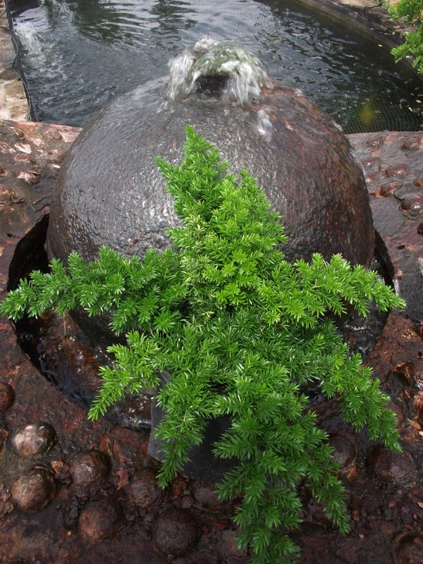 New Plant Indigenous