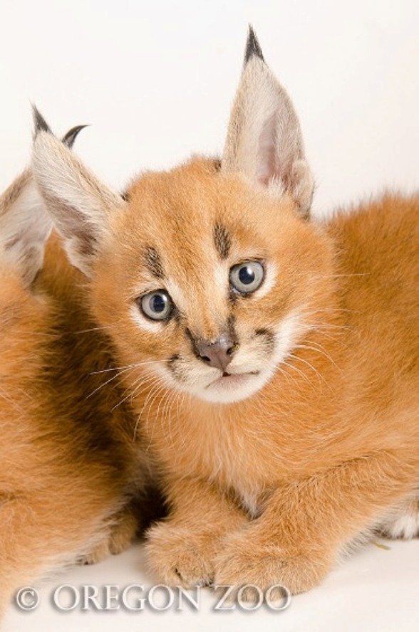 CARACAL CAT photos - wallpapers (ανανεωμένο) | the fun bank