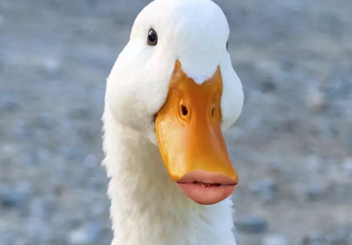 Duck pictures and funny jokes