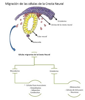 El origen del todo. Origen embrionario de los tejidos humanos ...