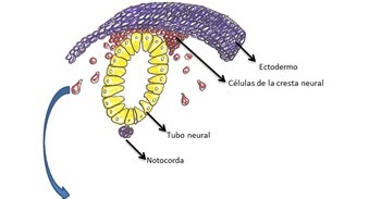 El origen del todo. Origen embrionario de los tejidos humanos: 1.3 ...