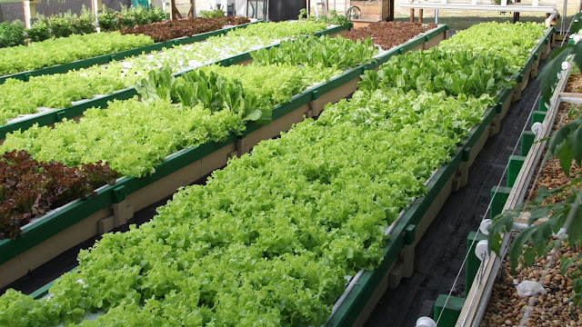 Hydroponics - Short Guide for Beginners