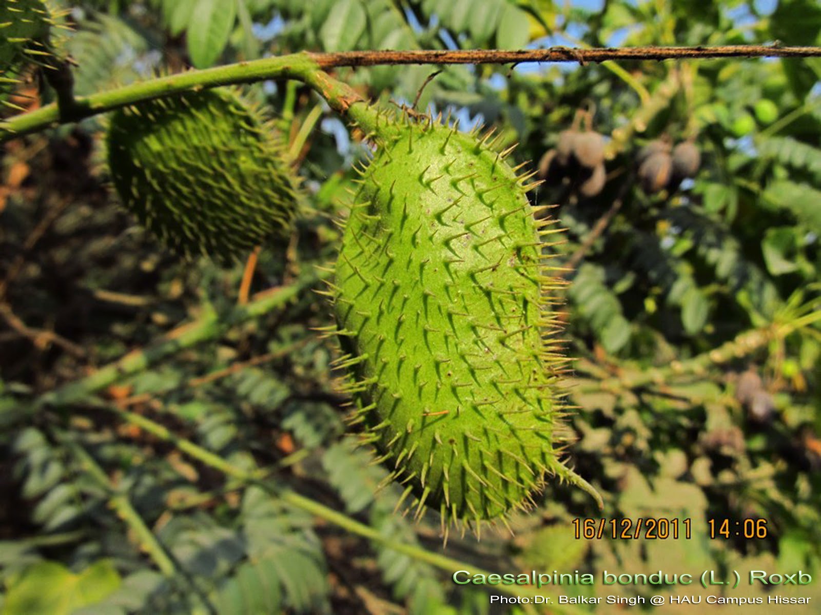 Medicinal Plants: Caesalpinia bonduc Gachakaya Kalarci Kuberaksah