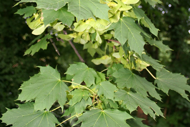 Himalayan Flower Nursery Canadian Maple Tree himalayan-flower-nursery-canadian-maple-tree