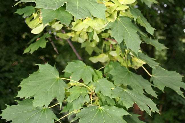 Himalayan Flower Nursery: Canadian Maple Tree
