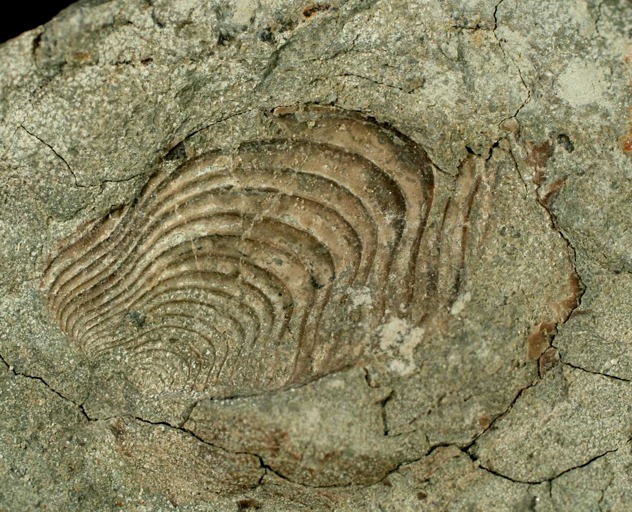 Louisville Fossils and Beyond: Pterinea brisa? Pelecypod Fossil