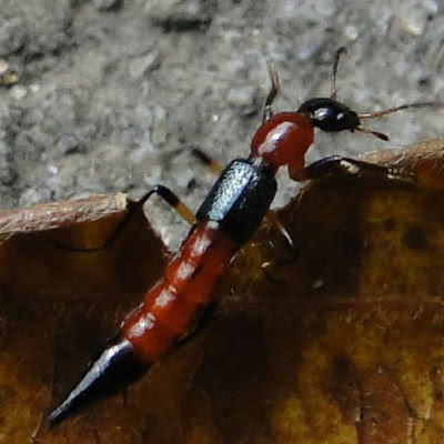 BIBOCA AMBIENTAL : BESOURO