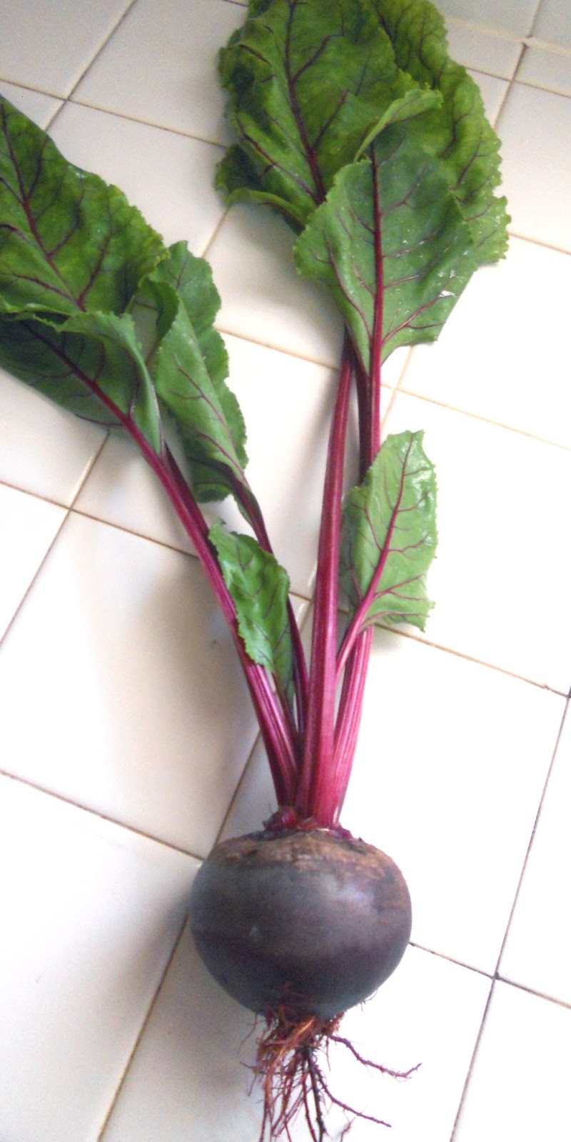 A Kitchen Garden in Kihei Maui: Growing Heirloom Beets in Kihei