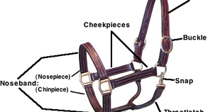 Types of Halters