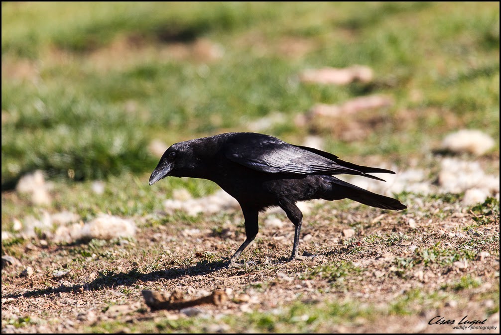 Fotografía y Conservación: Corneja Común (Corvus corone)