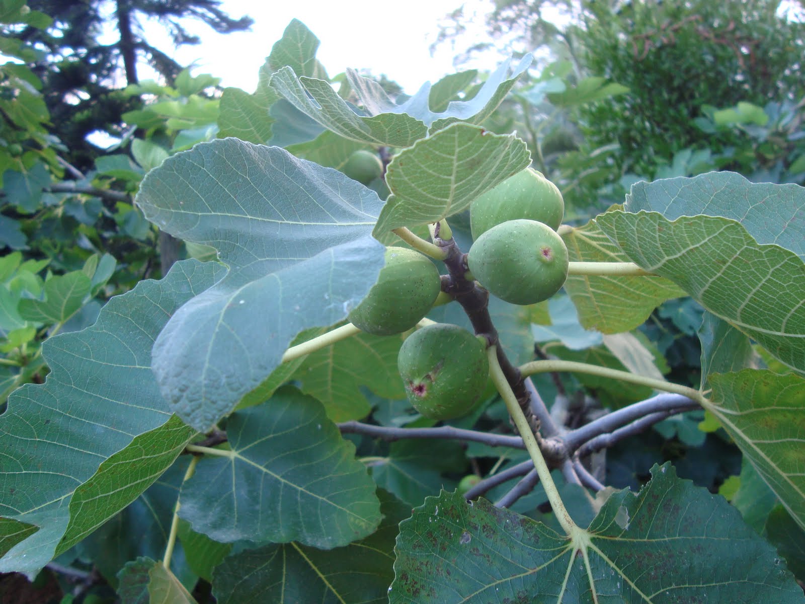 Blog da Família: 2011-07-10