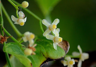 Tapak Ramsar Johor: Flora & Fauna