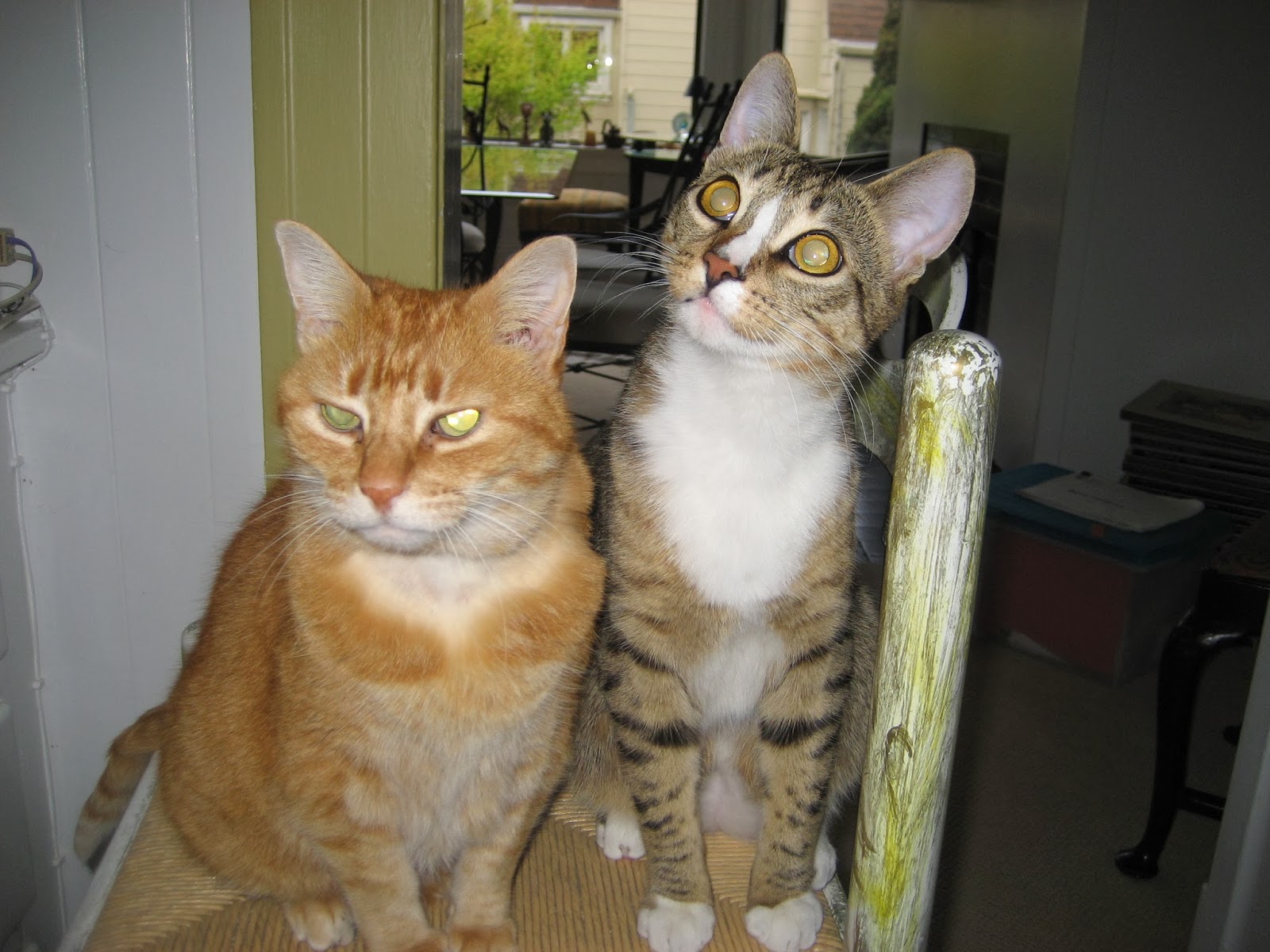 THE GUIDO GAZETTE : Cat Chatting While Chatting About Cats