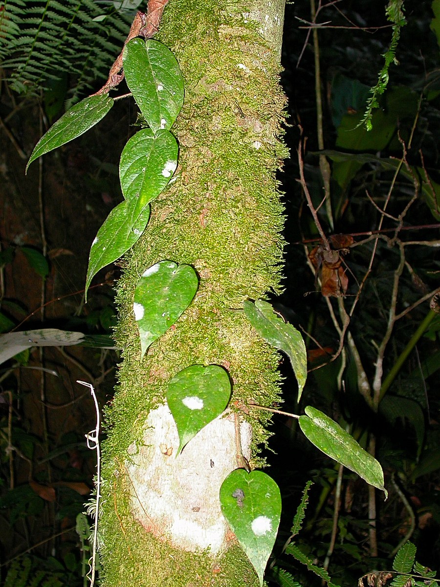Indonésie - les plantes tropicales, un besoin d'adaptation - Les routes ...