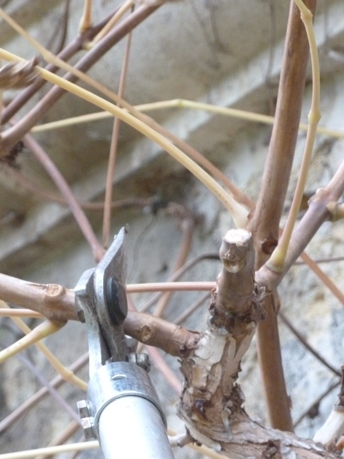 Worcester College Gardeners 2009-2018: Pruning 'Campsis radicans ...
