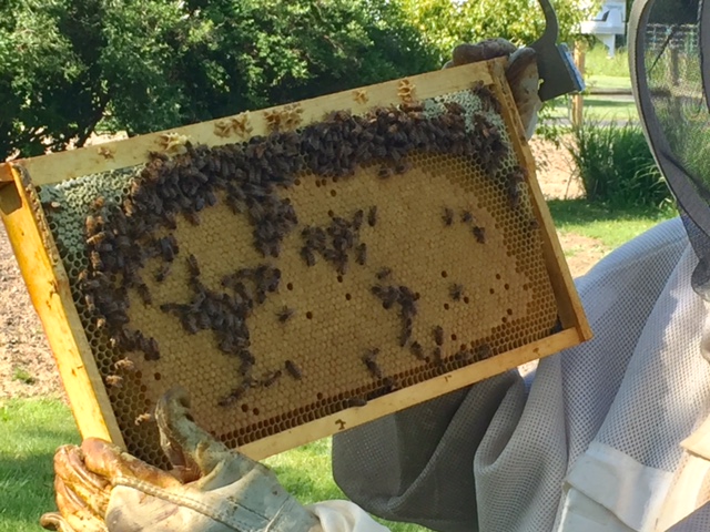 Heather's Honeybees: OTS Queen Rearing Wrap up for 2017 Season.