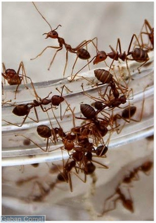 Proses Penghasilan Telur Semut Sumber Makanan Tambahan . - Gaban Comel