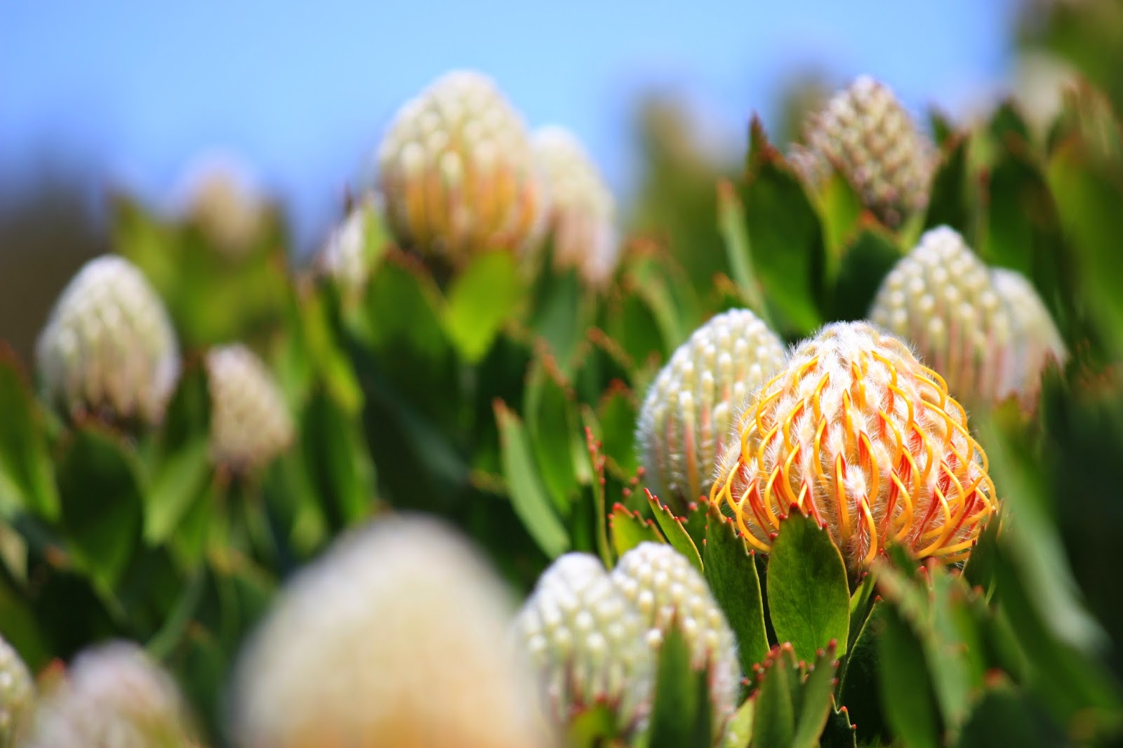Swallows Nest Farm: Pincushion Proteas