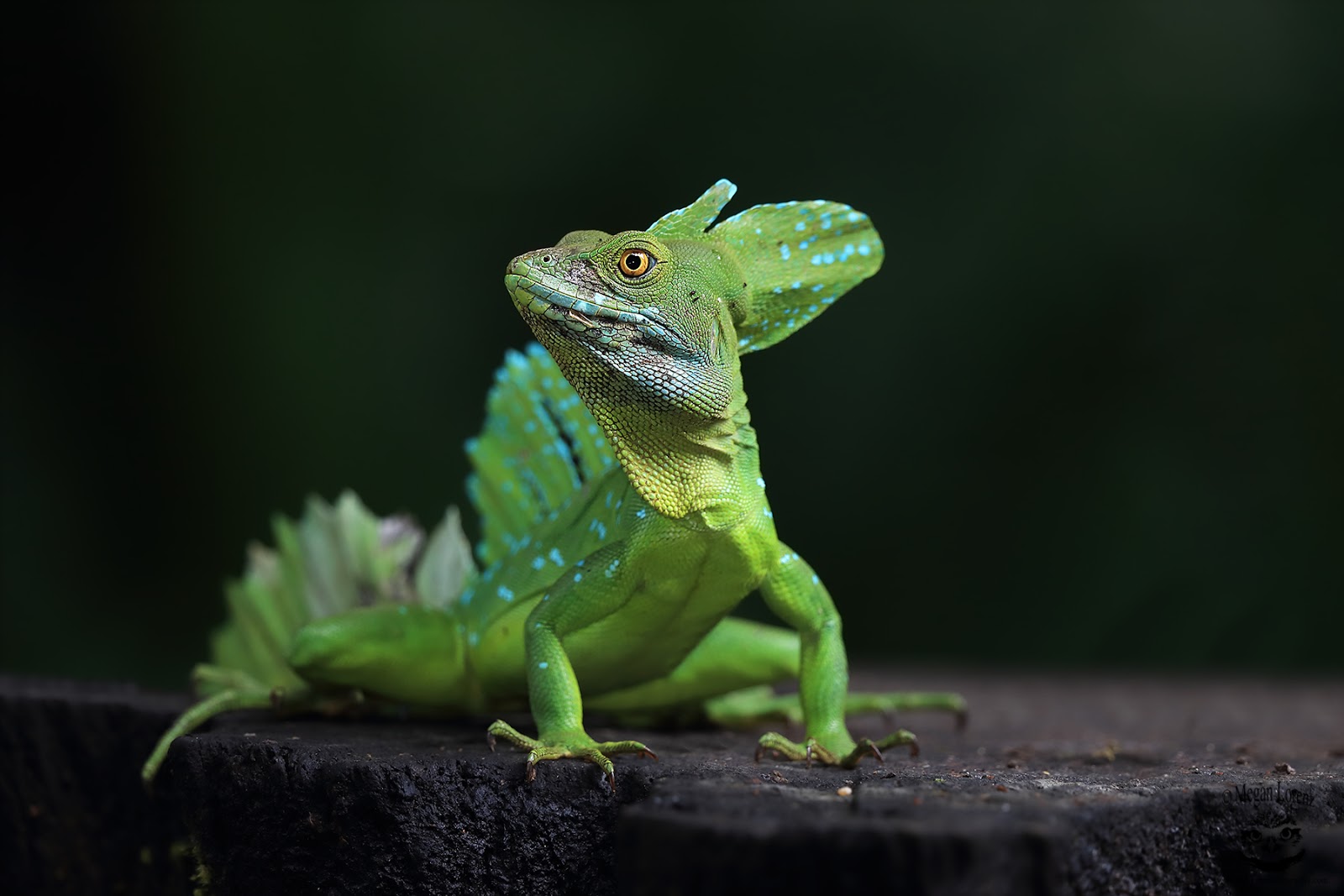 MLorenz Photography: Jesus Christ Lizard