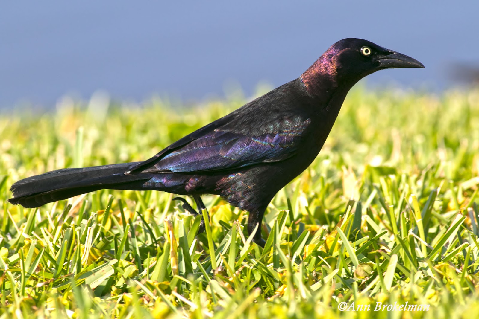 Ann Brokelman Photography: Boat Grackles in Florida