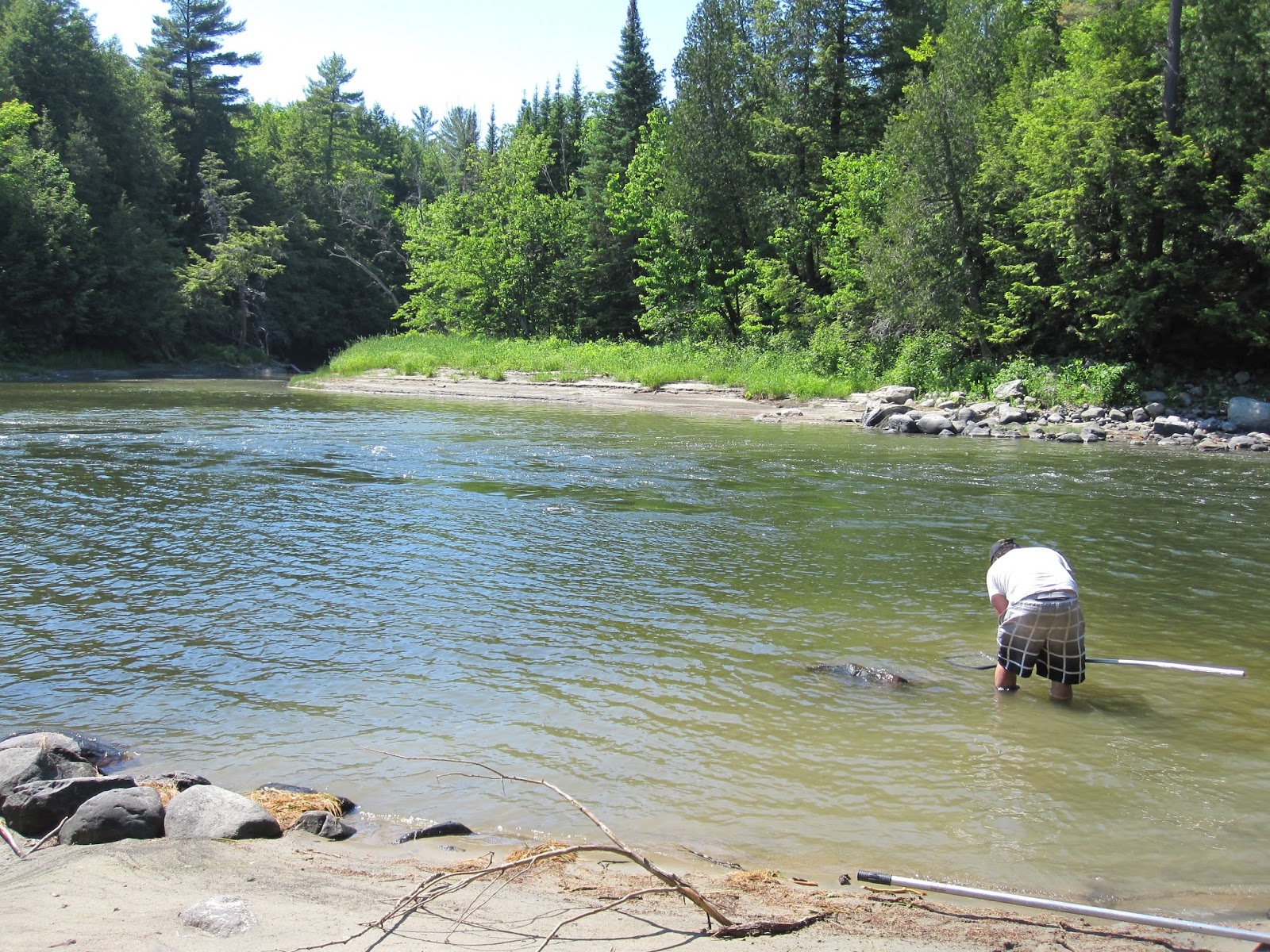 Libellules de Gatineau: Stylurus amnicola, un photoreportage
