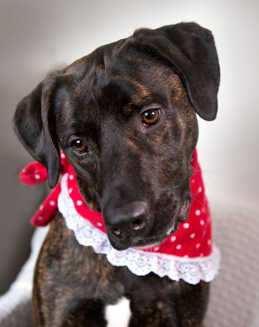 Shelter Dogs of Portland: "SIMONE" shiny dark brindle Lab/pitbull mix
