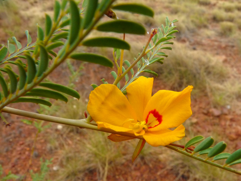 Bushranger: Northern Territory plants