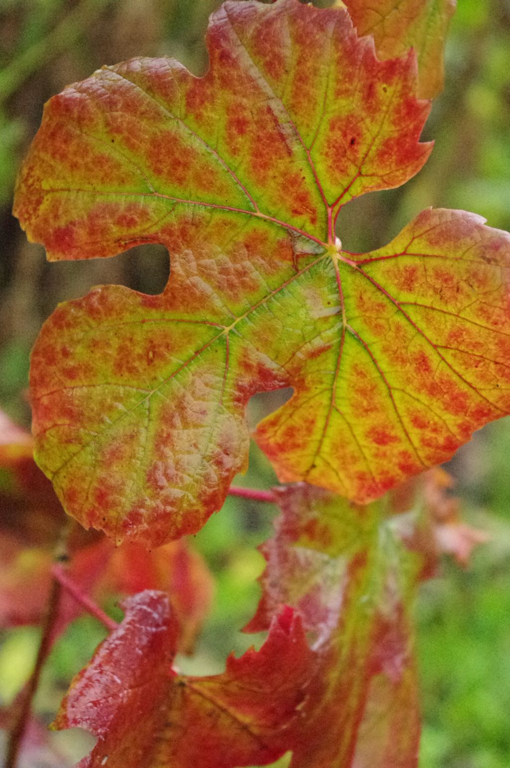 roos on roos: Kodus...