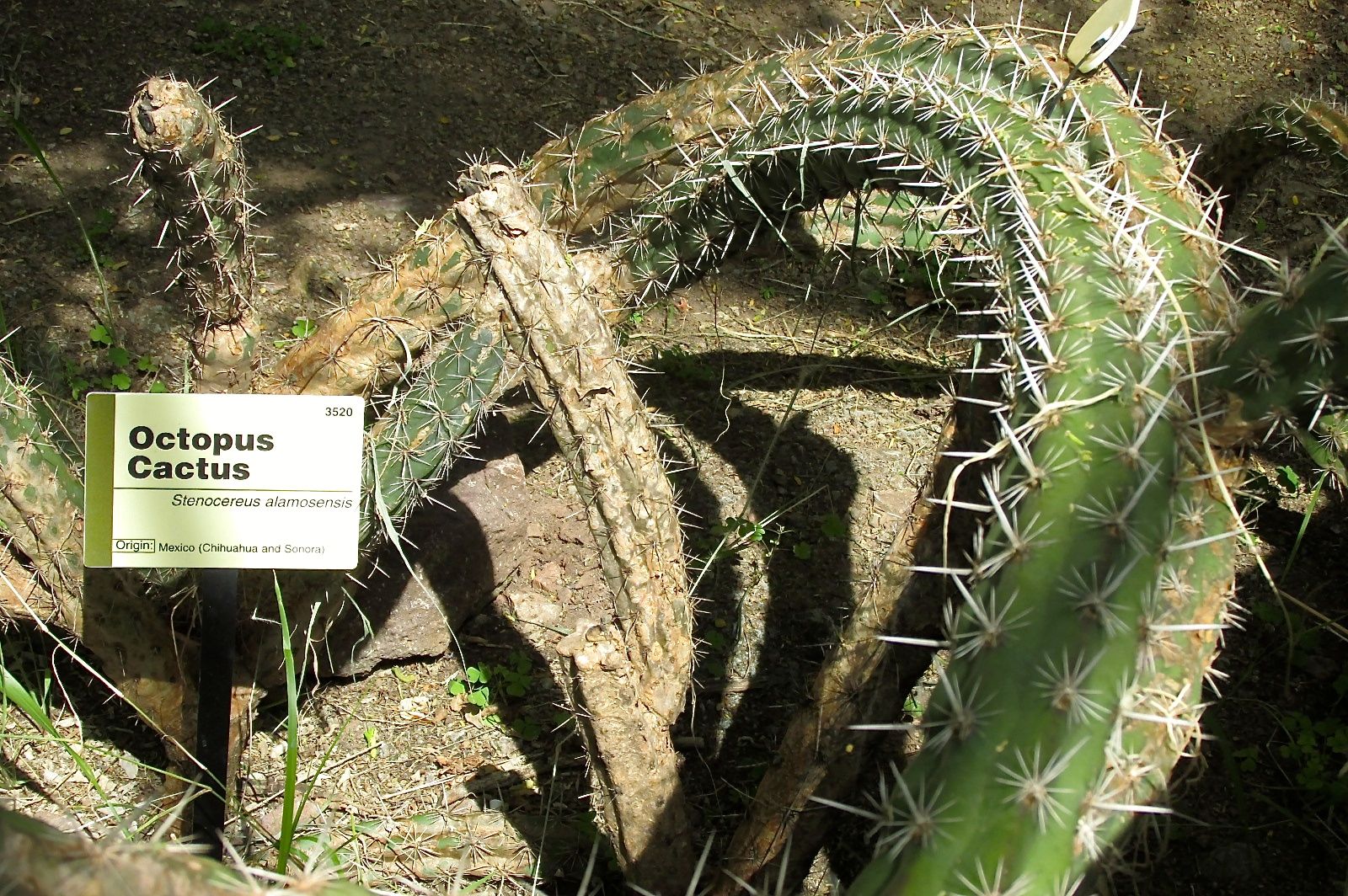 Travel With Whippets: Under the Tucson Sun .... The Sequel