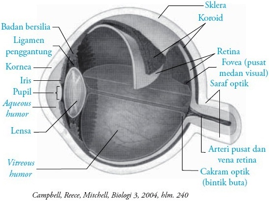 Fungsi Mata : Pengertian Struktur Bagian Kelainan Anatomi