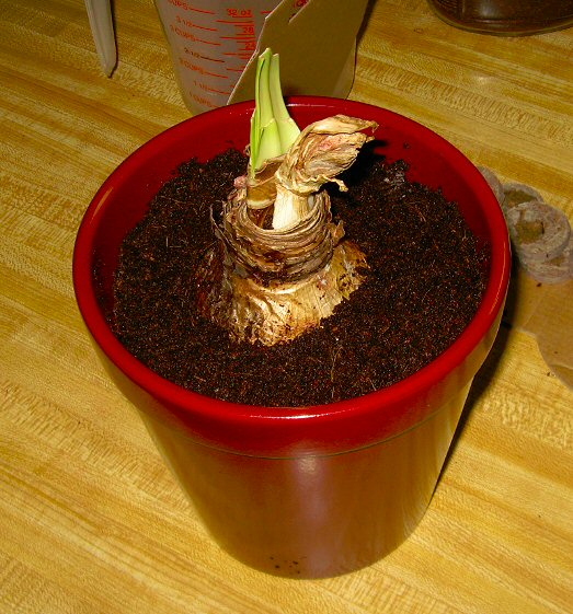 Plants & Such: Smith & Hawken: Amaryllis Bulb Kit