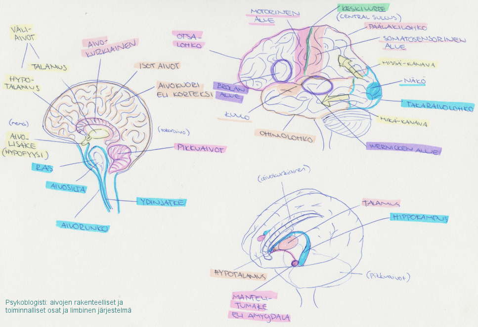 PS3: Hermosto ja sen rakenne ja toiminta