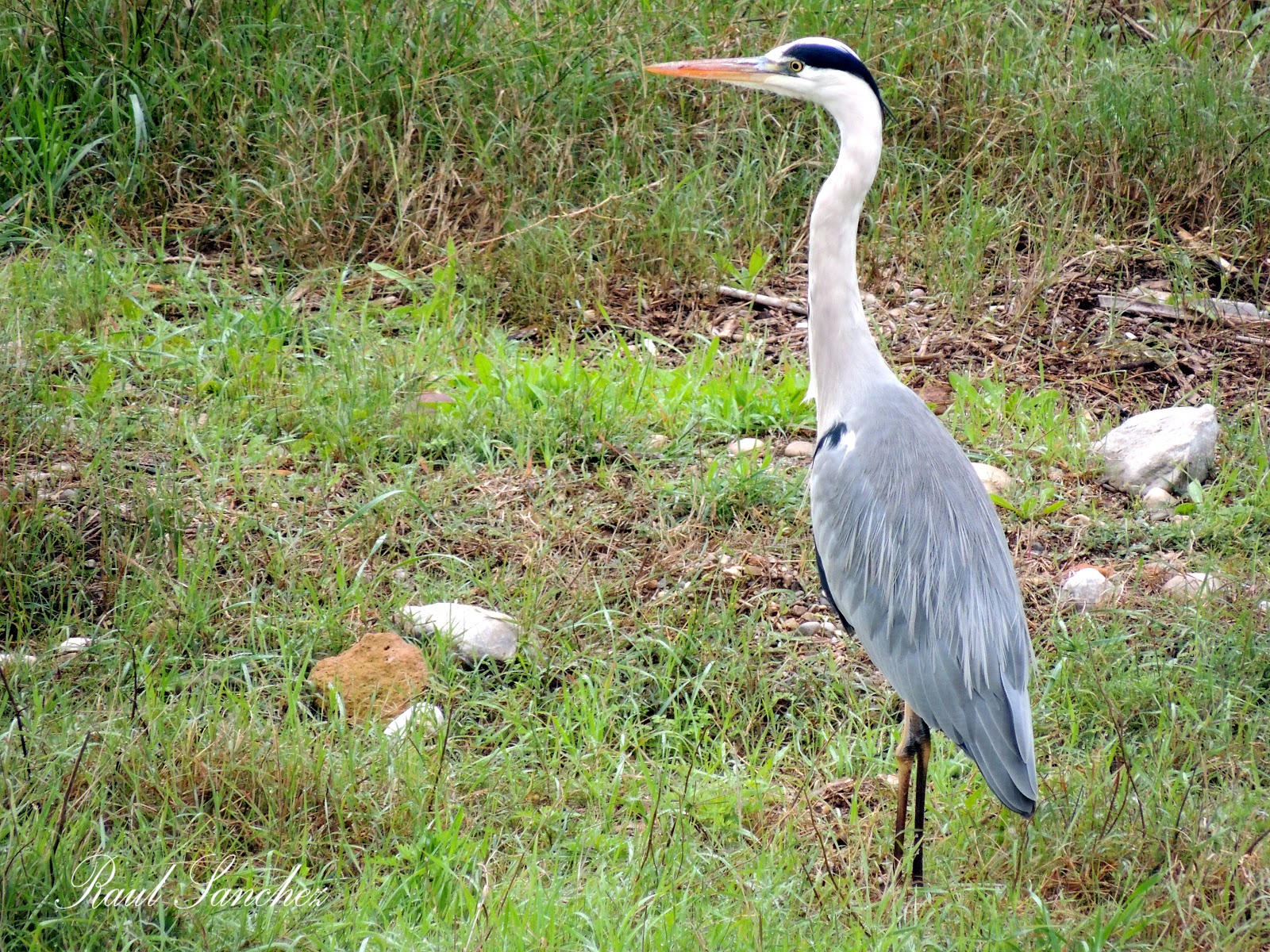Naturaleza Viva : Garza real europea (Ardea cinerea)
