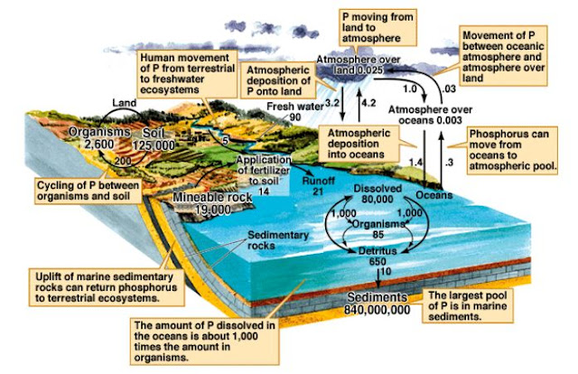 Pengertian Siklus Biogeokimia - Blog Pak Pandani