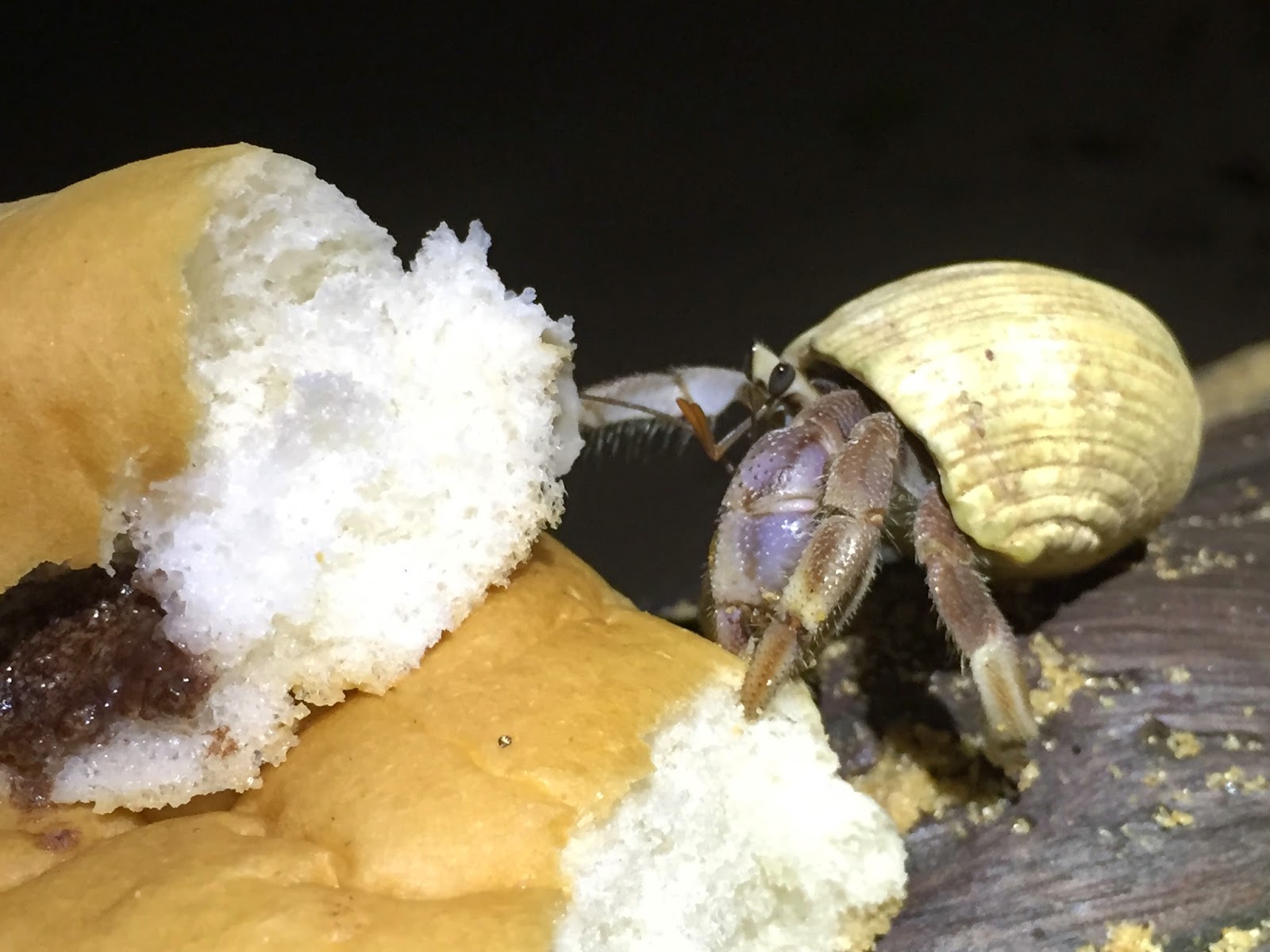 La Bonne Vie!: Understanding the Umang-umang