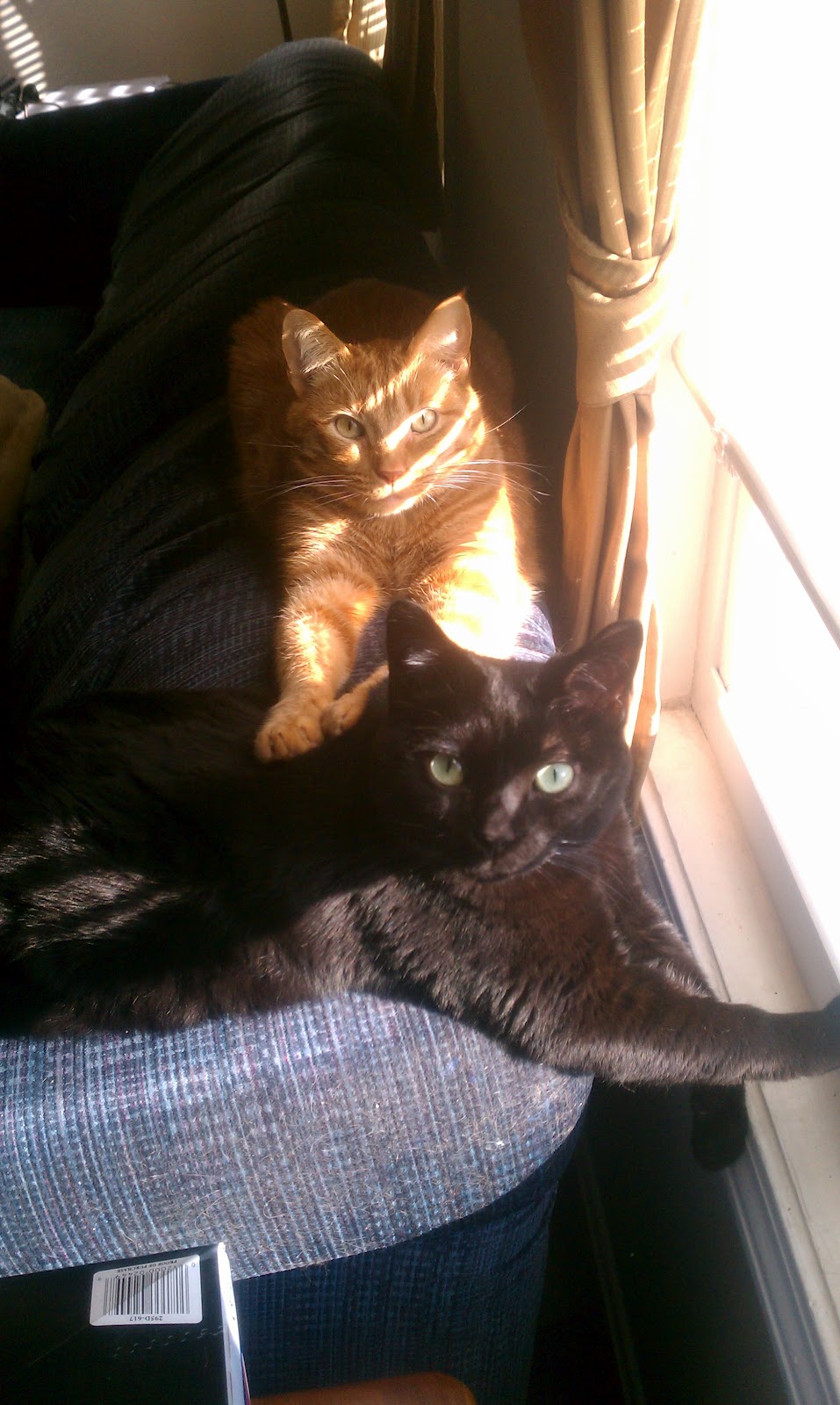 NYT Bestselling author Julie Kagawa: A tribute to Sniper Cat.