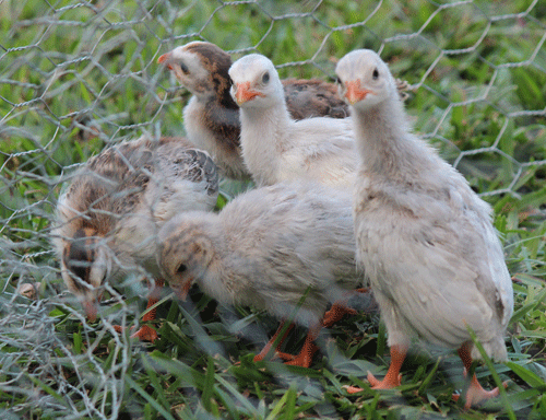 Clear Mountain Living: How to protect little keets in a day pen
